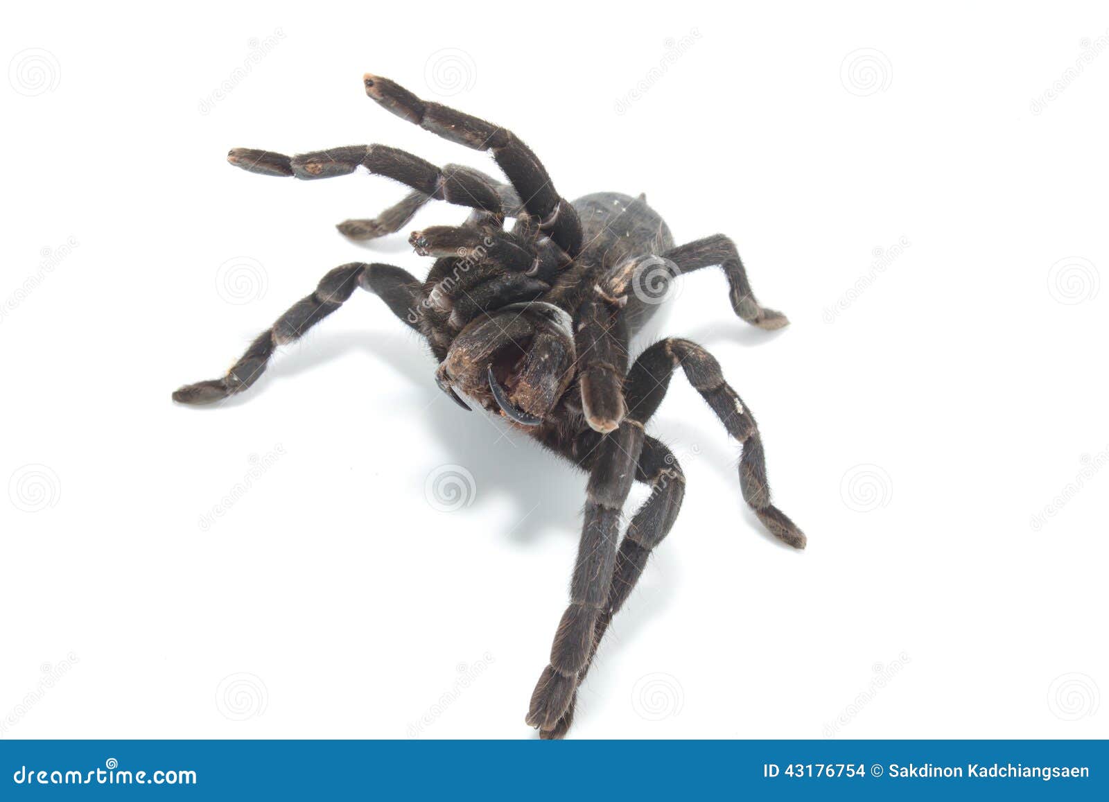 Giant Black Spider Isolate on White Stock Photo - Image of dread, giant ...
