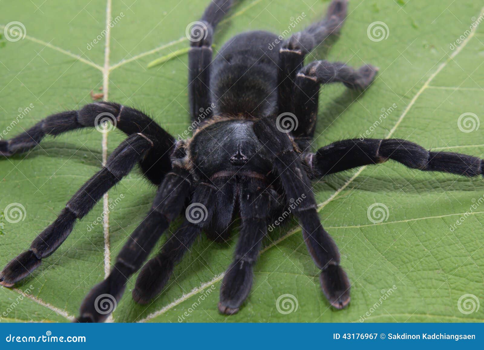 Giant Black Spider Isolate on White Stock Image - Image of insect ...