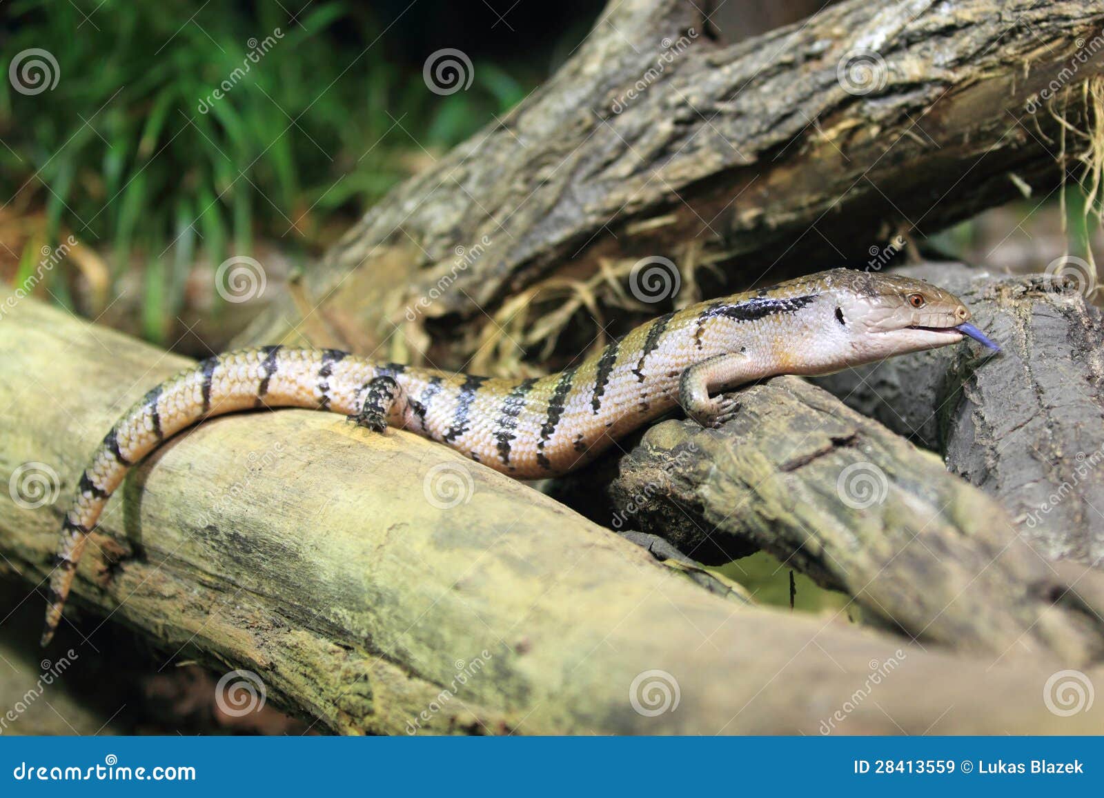 Giant blue-tongued skink stock image. Image of skink - 28413559