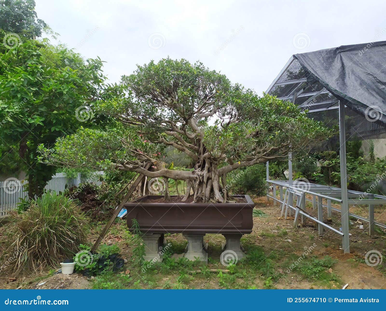 Giant Bonsai plant stock photo. Image of flower, tree - 255674710