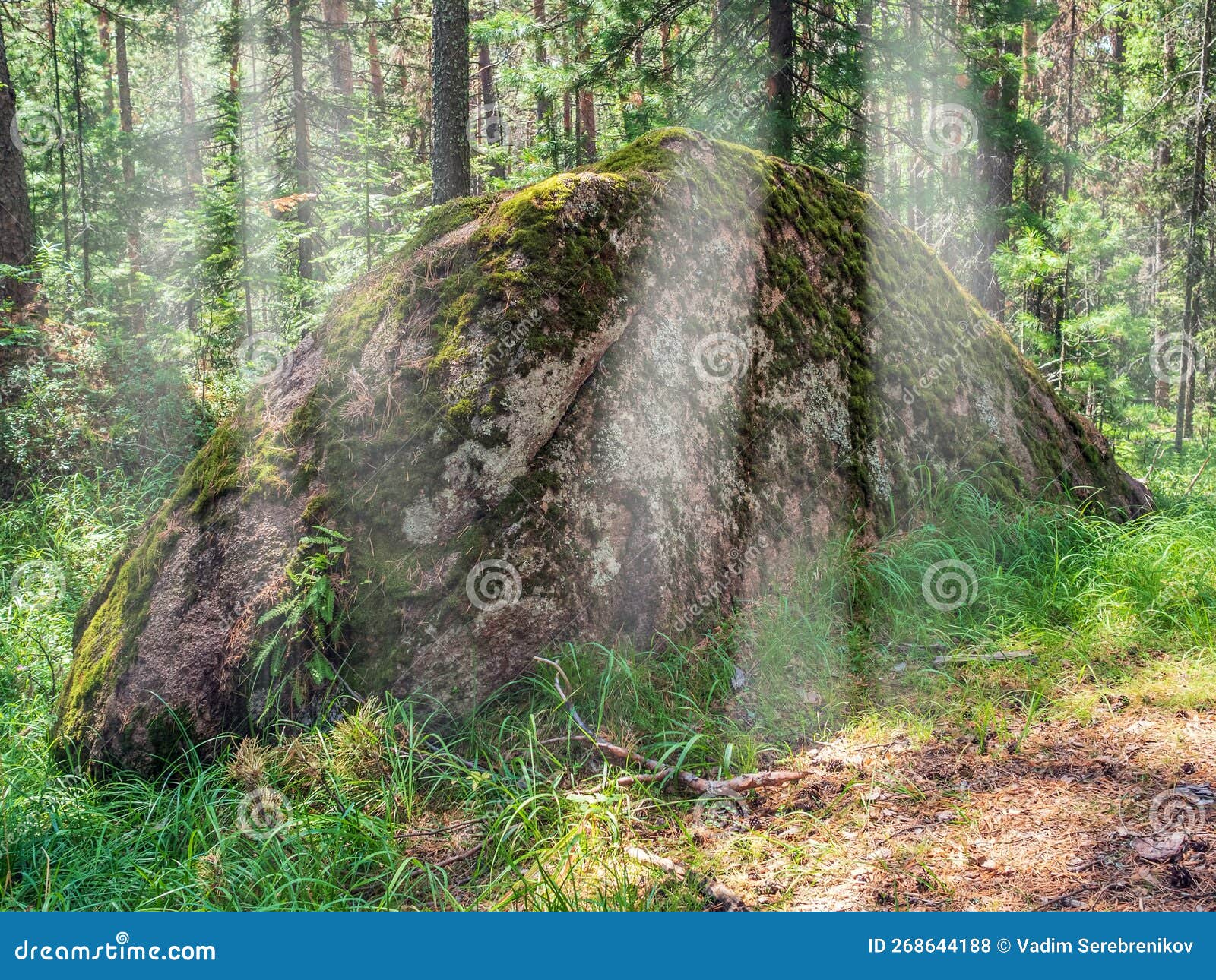 Giant Boulder Overgrown with Moss in a Dense Coniferous Forest Stock ...