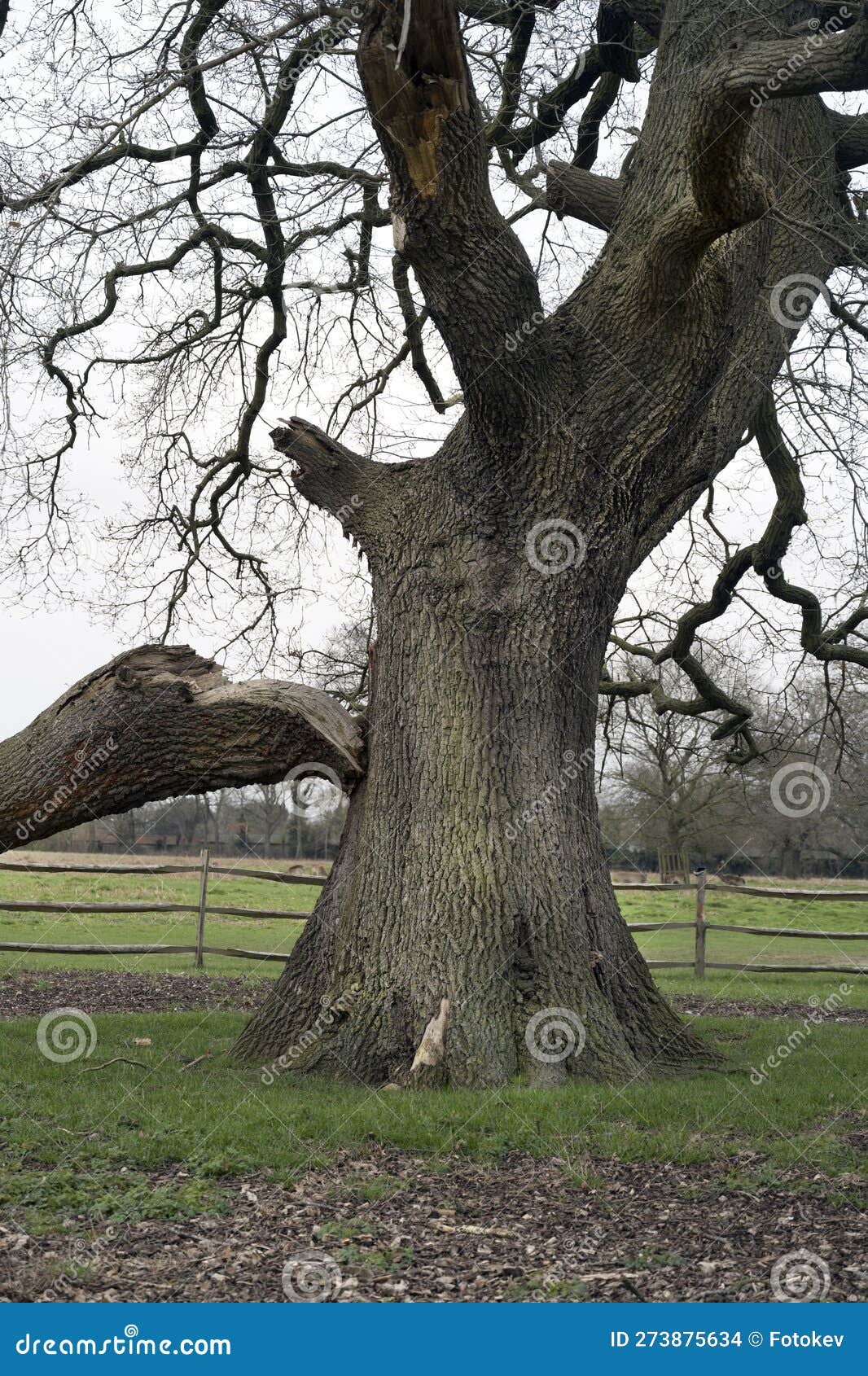 Giant Branch Broken Off an Old Oak Tree Stock Photo - Image of ...