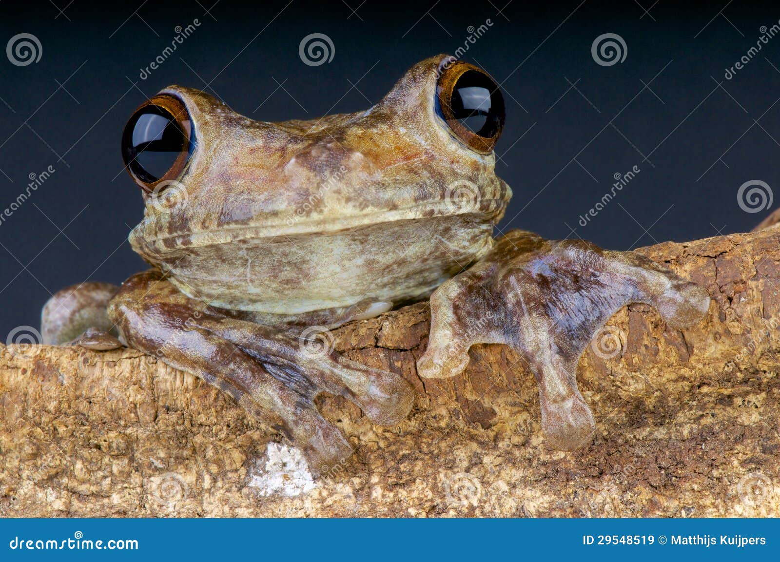 Giant Brazilian Tree Frog / Hypsiboas Boans Stock Image - Image of ...
