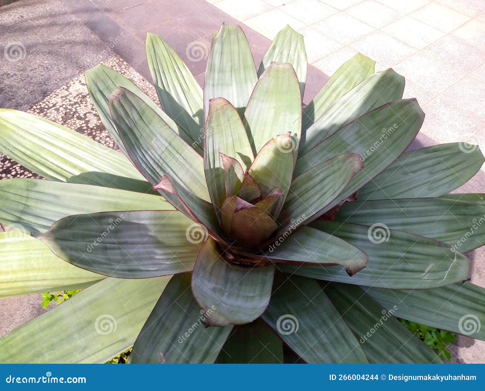 Giant Bromelia Tree, Tidy Leaf Structure Stock Photo - Image of garden ...