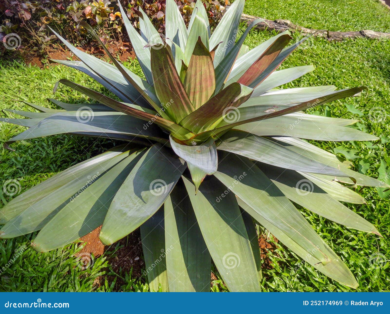 Giant Bromeliad Alcantarea Imperialis In Clay Pot Container Isolated On ...