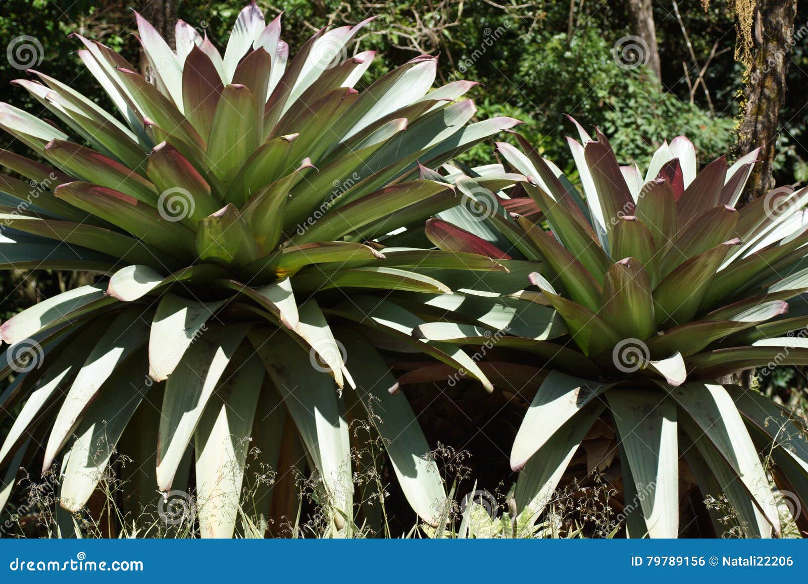 Giant bromeliads stock photo. Image of kind, epiphytes - 79789156
