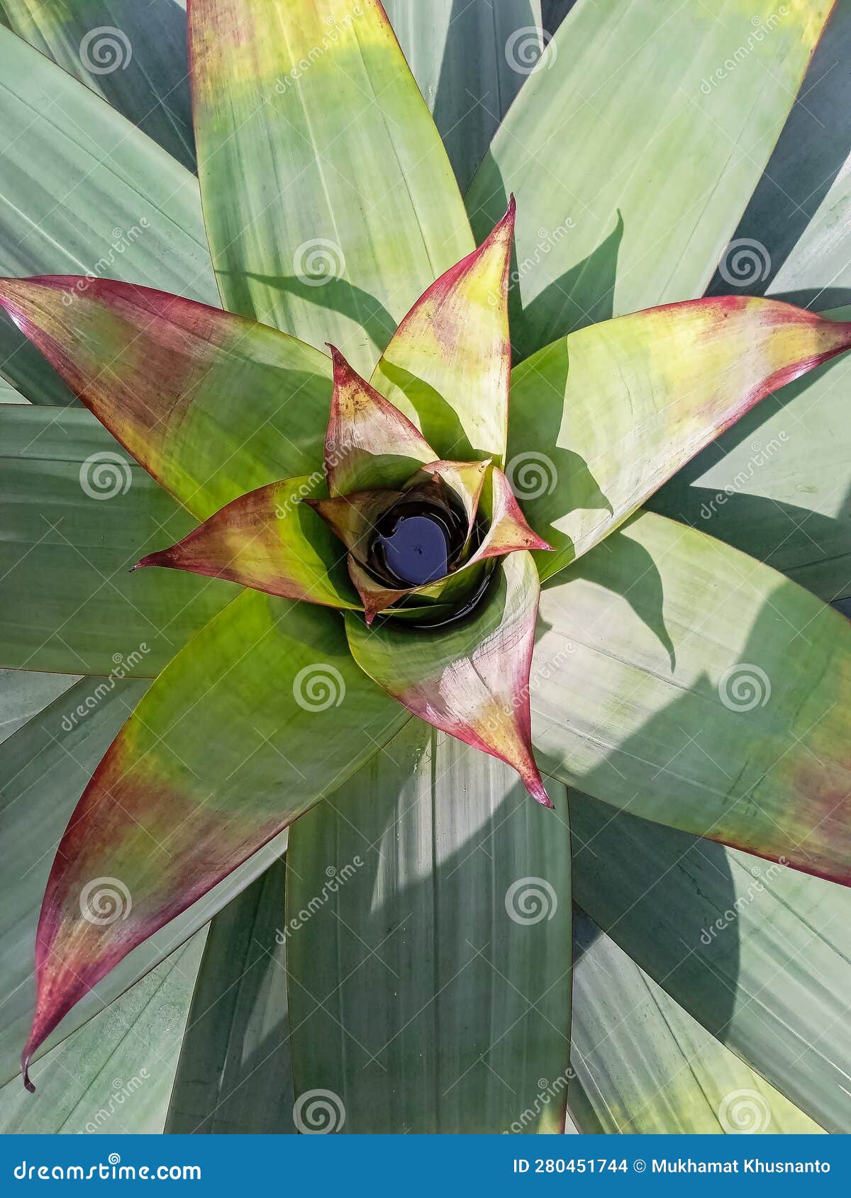 Giant Bromeliads Growing in a Garden Stock Photo - Image of growing ...