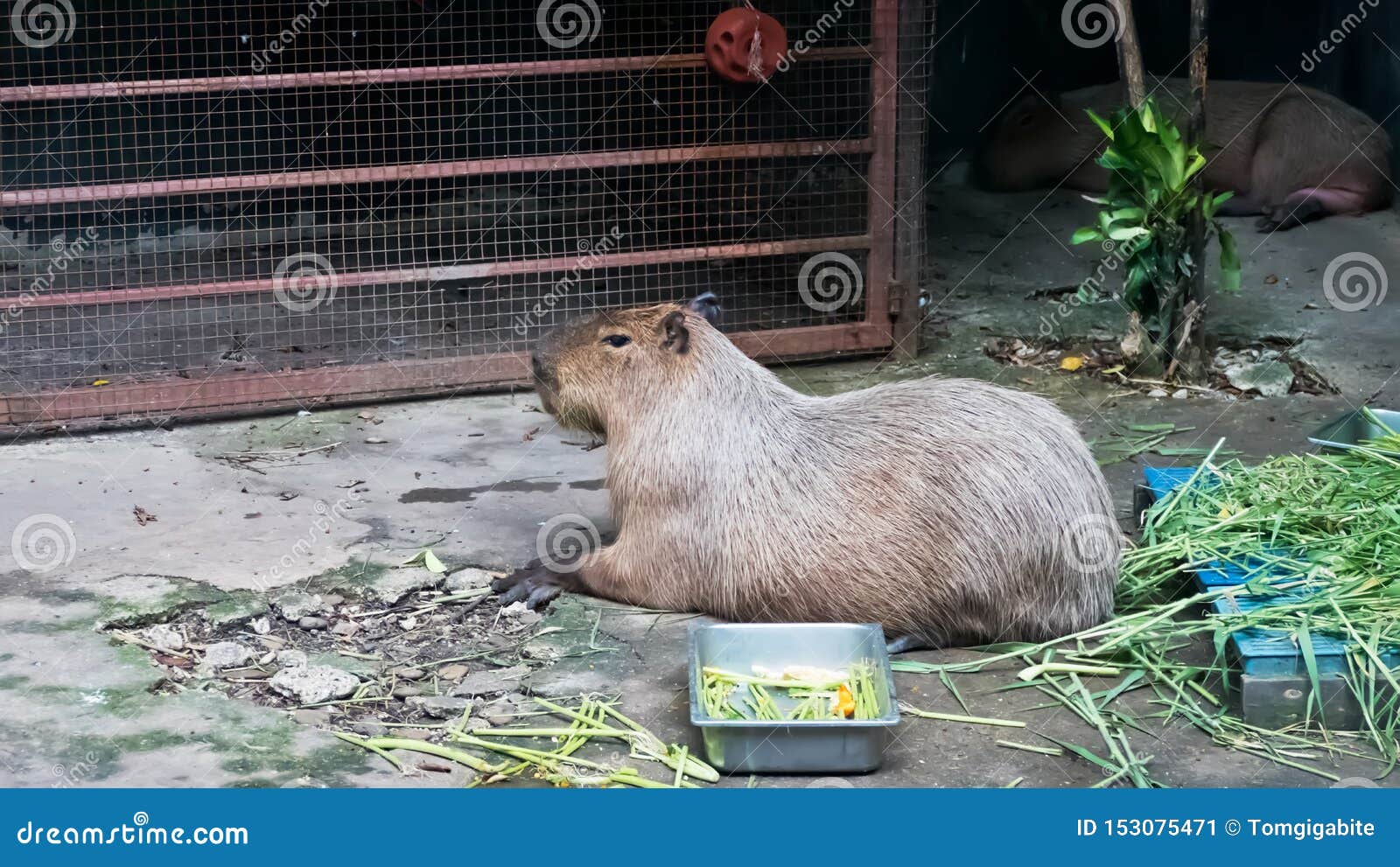 The giant brown capybara stock image. Image of capibara - 153075471