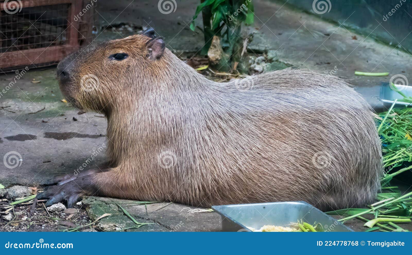 The giant brown capybara stock photo. Image of herbivorous - 224778768