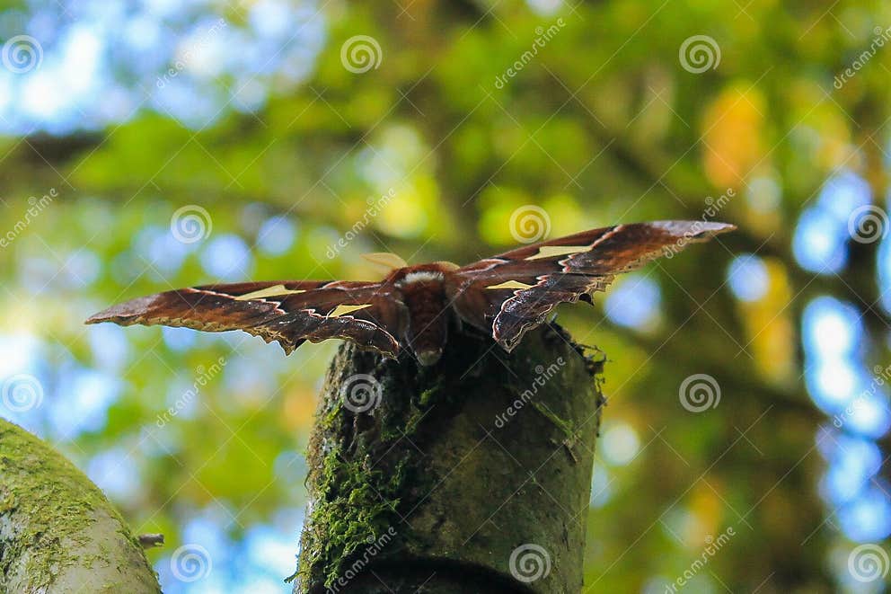 Giant brown moth on a post stock photo. Image of giant - 178078438