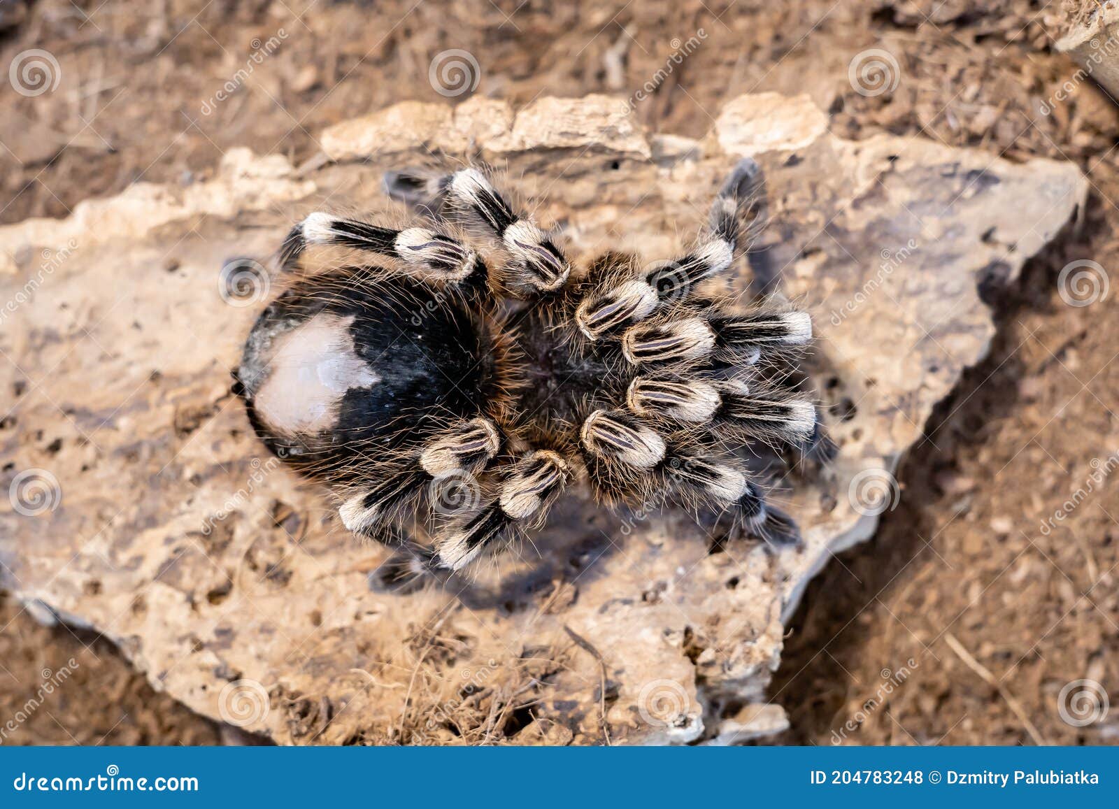 Terrarium With Giant Scary Tarantula Spiders. Plants And Stone In A ...