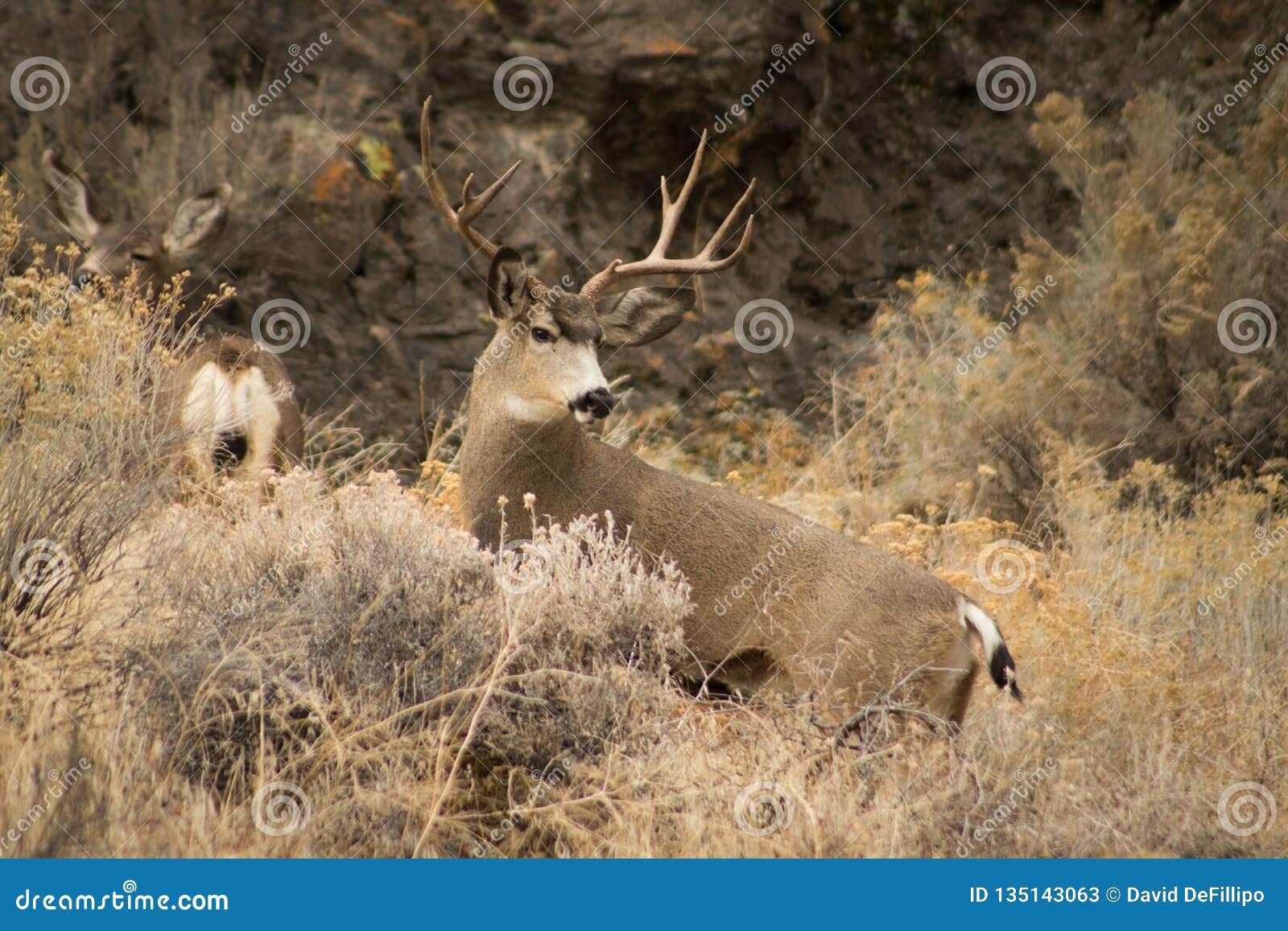 Giant Buck in Front of a Rock Stock Image - Image of fawn, creek: 135143063
