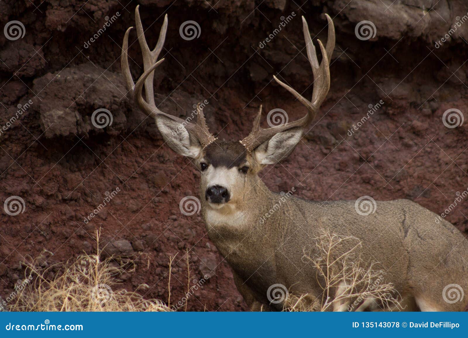 Giant Buck In Front Of A Rock Stock Photography | CartoonDealer.com ...
