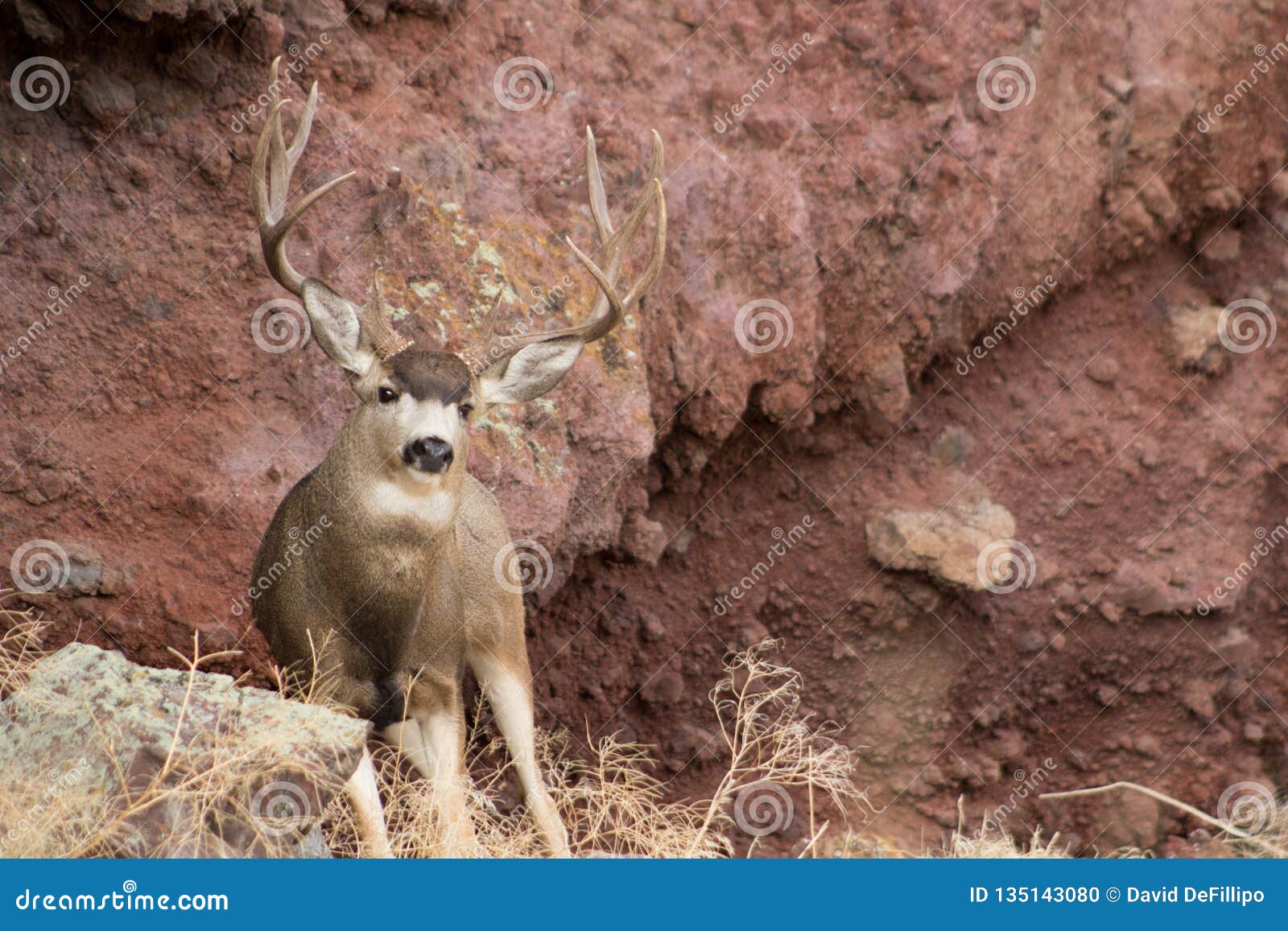 Giant Buck in Front of a Rock Stock Photo - Image of cross, cabin ...