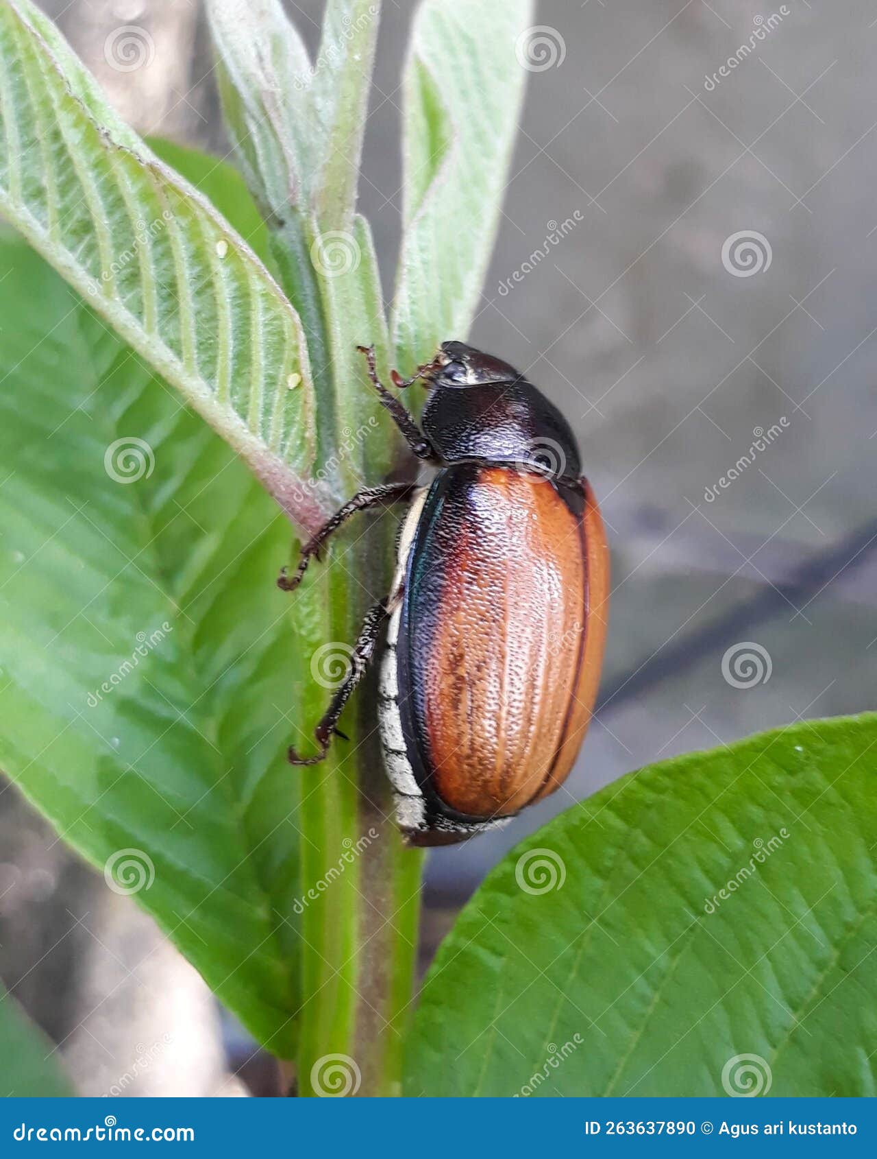 Giant bug on guava leaves stock photo. Image of nature - 263637890