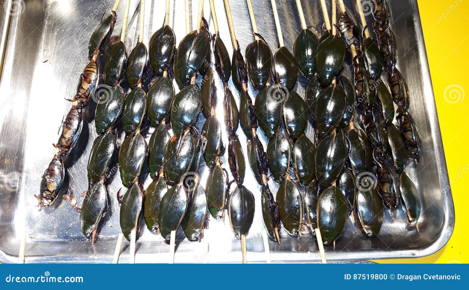 Giant bugs on stick stock photo. Image of bugs, sticks - 87519800