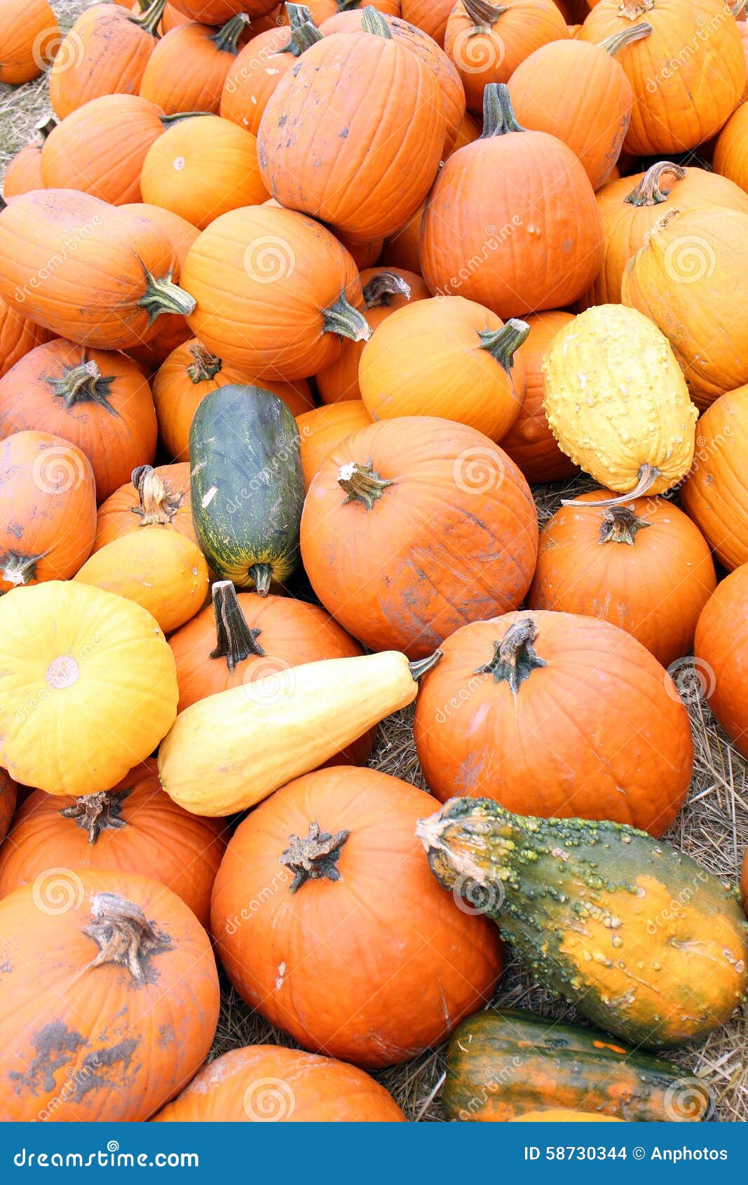 Giant Bumpy Gourd and Pumpkin Stock Photo - Image of edible, gourds ...
