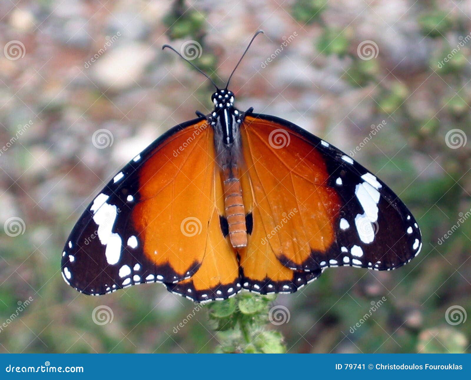 Giant Butterfly stock image. Image of lakis, butterflies - 79741