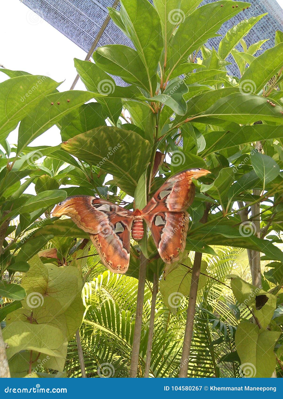 Giant Butterfly Stock Image | CartoonDealer.com #53548951