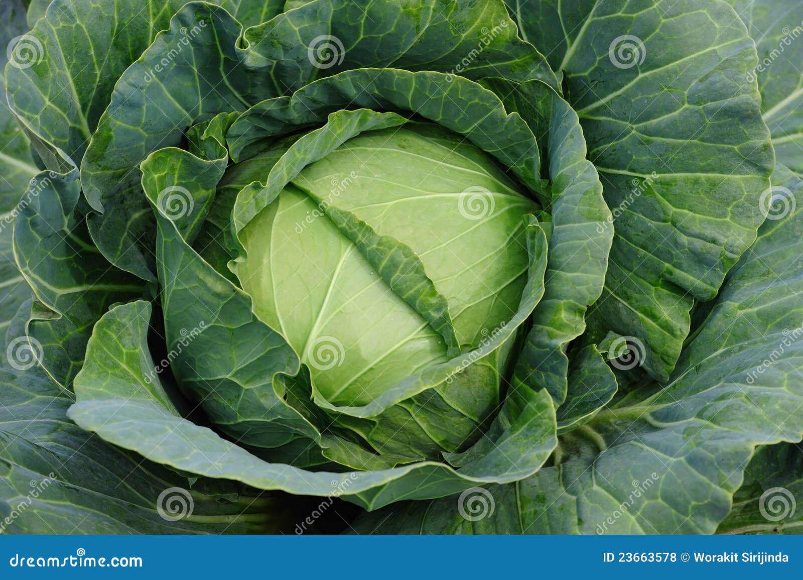 Giant Cabbage stock photo. Image of photosynthesis, harvested - 23663578