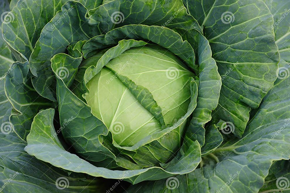 Giant Cabbage stock photo. Image of photosynthesis, harvested - 23663578