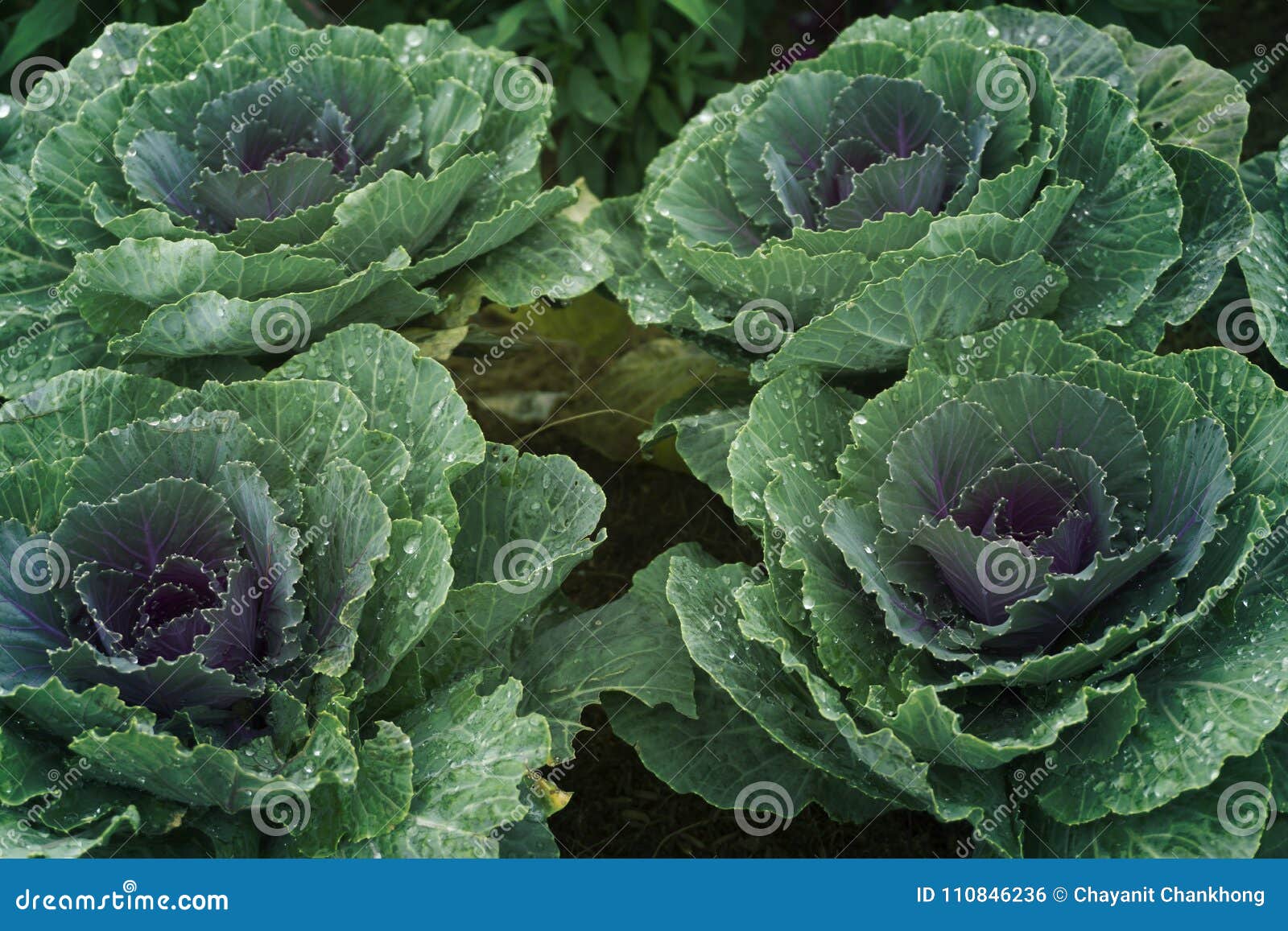 Giant Cabbage - Cabbage in the Garden Stock Photo - Image of drawing ...