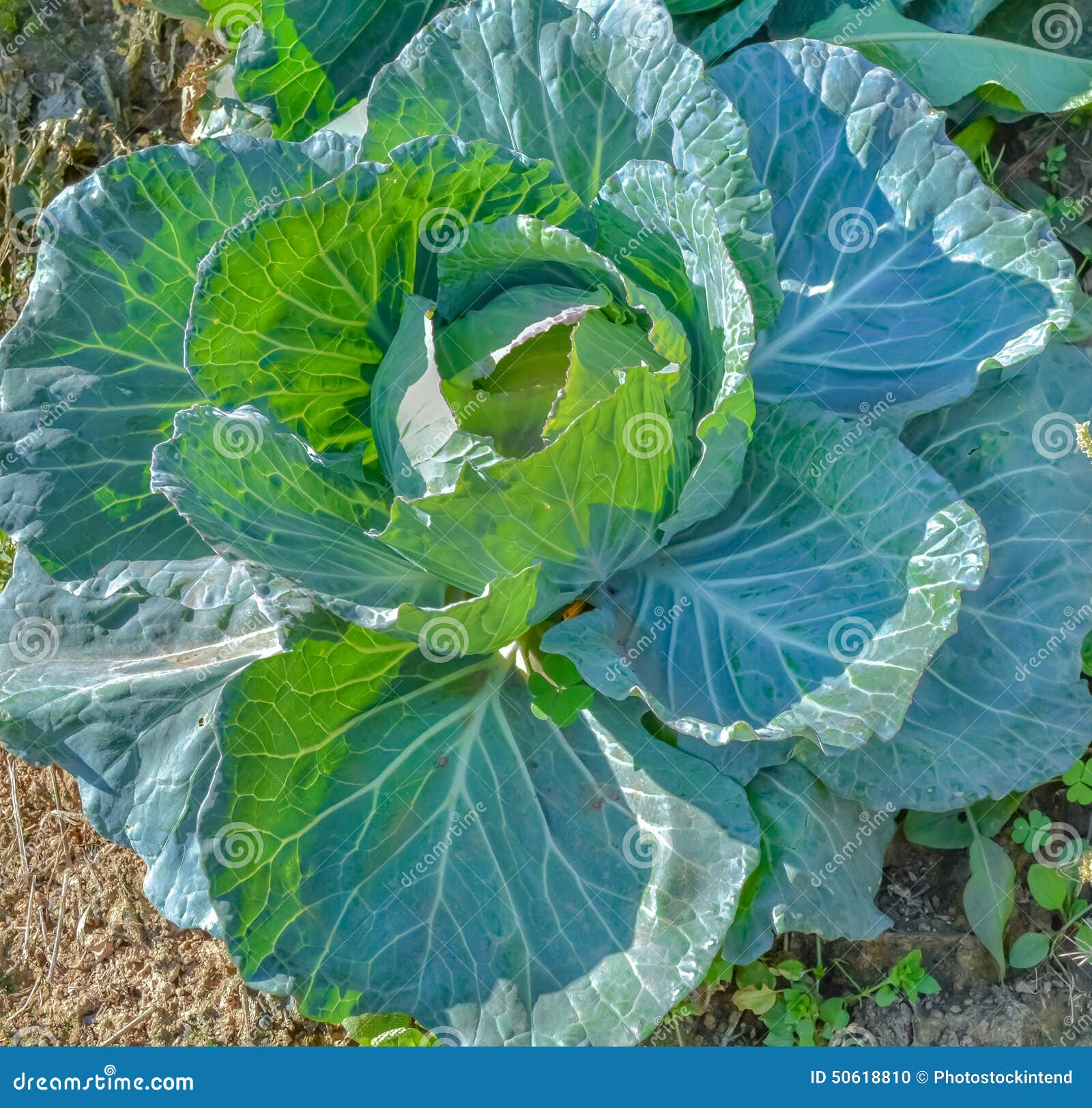 Giant Cabbage , Giant Vegetable Stock Photo - Image of natural, board ...