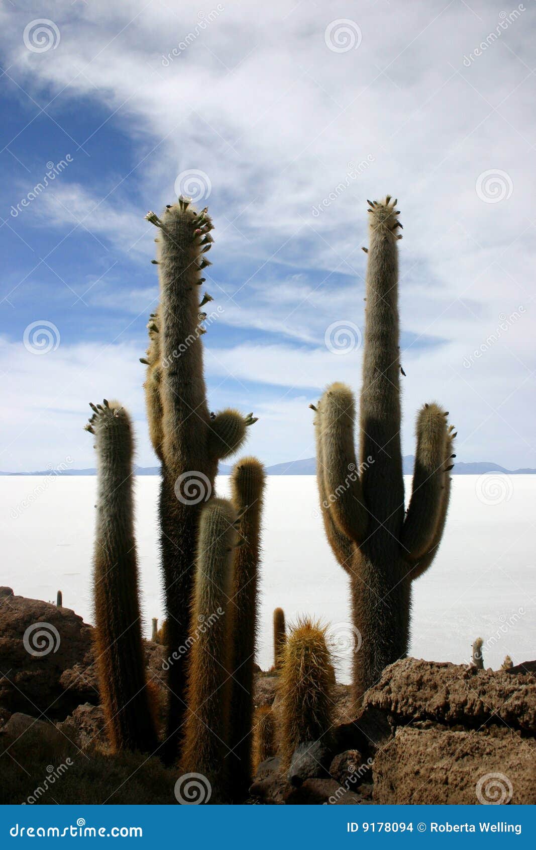 Giant Cacti on Fish Island Uyuni Stock Photo - Image of white, bolivia ...