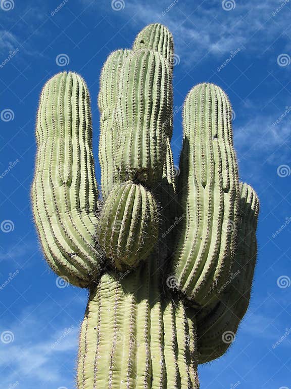 Giant Cactus stock image. Image of dangerous, cactus, prickly - 252559