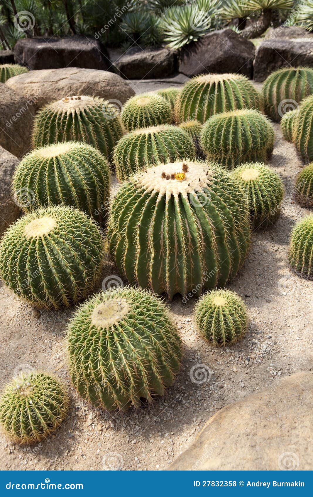Giant cactus stock photo. Image of garden, giant, pear - 27832358