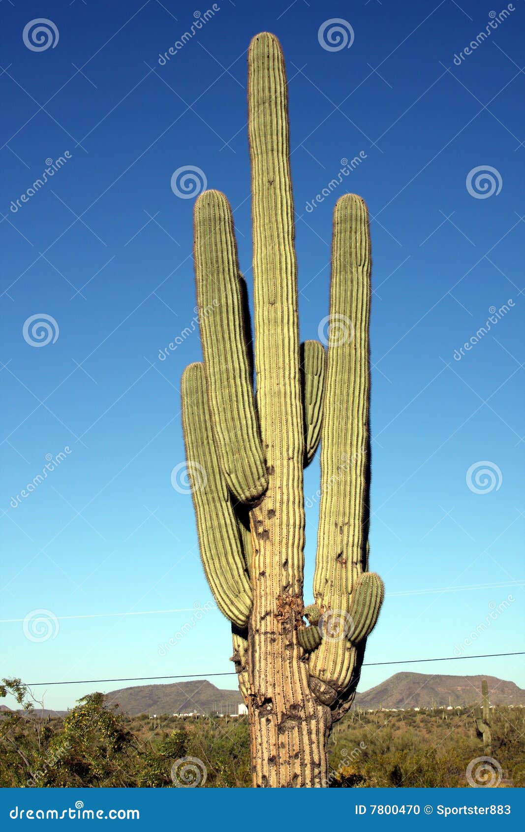 Giant cactus stock photo. Image of spike, succulent, west - 7800470