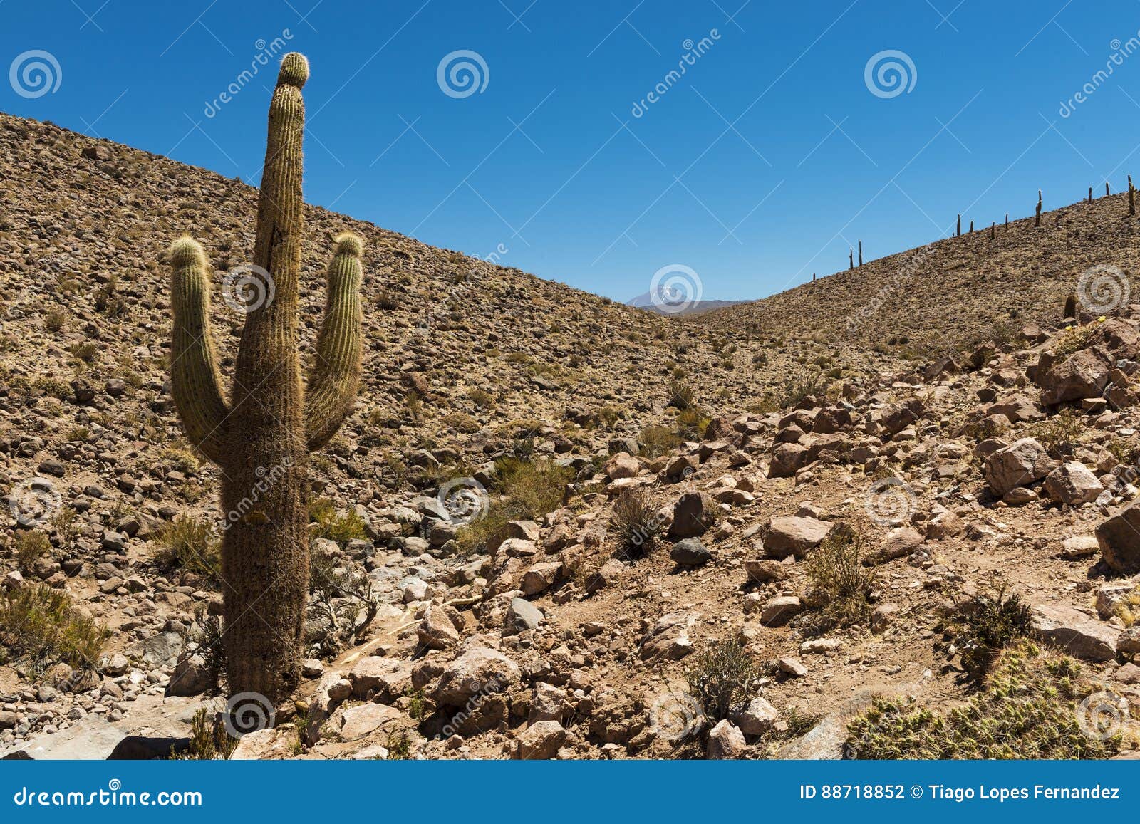 Giant Cactus in the Atacama Desert Stock Photo - Image of horizontal ...