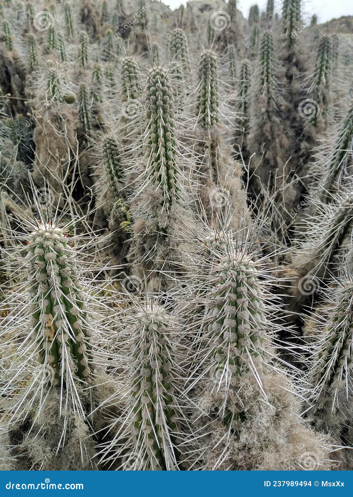 Giant Cactus Landscape in La Serena, Chile Stock Photo - Image of green ...