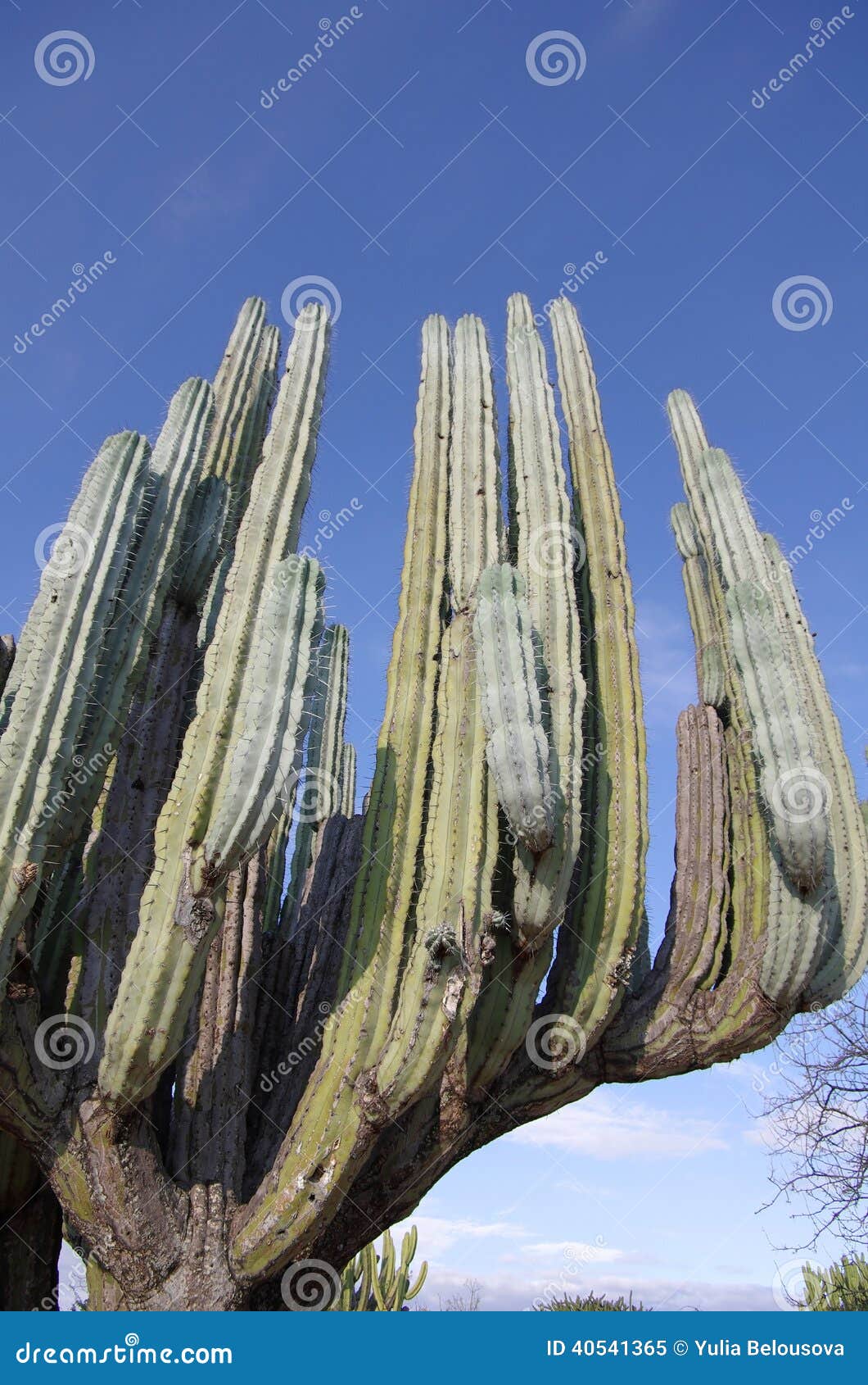 Giant cactus stock image. Image of tourism, succulent - 40541365