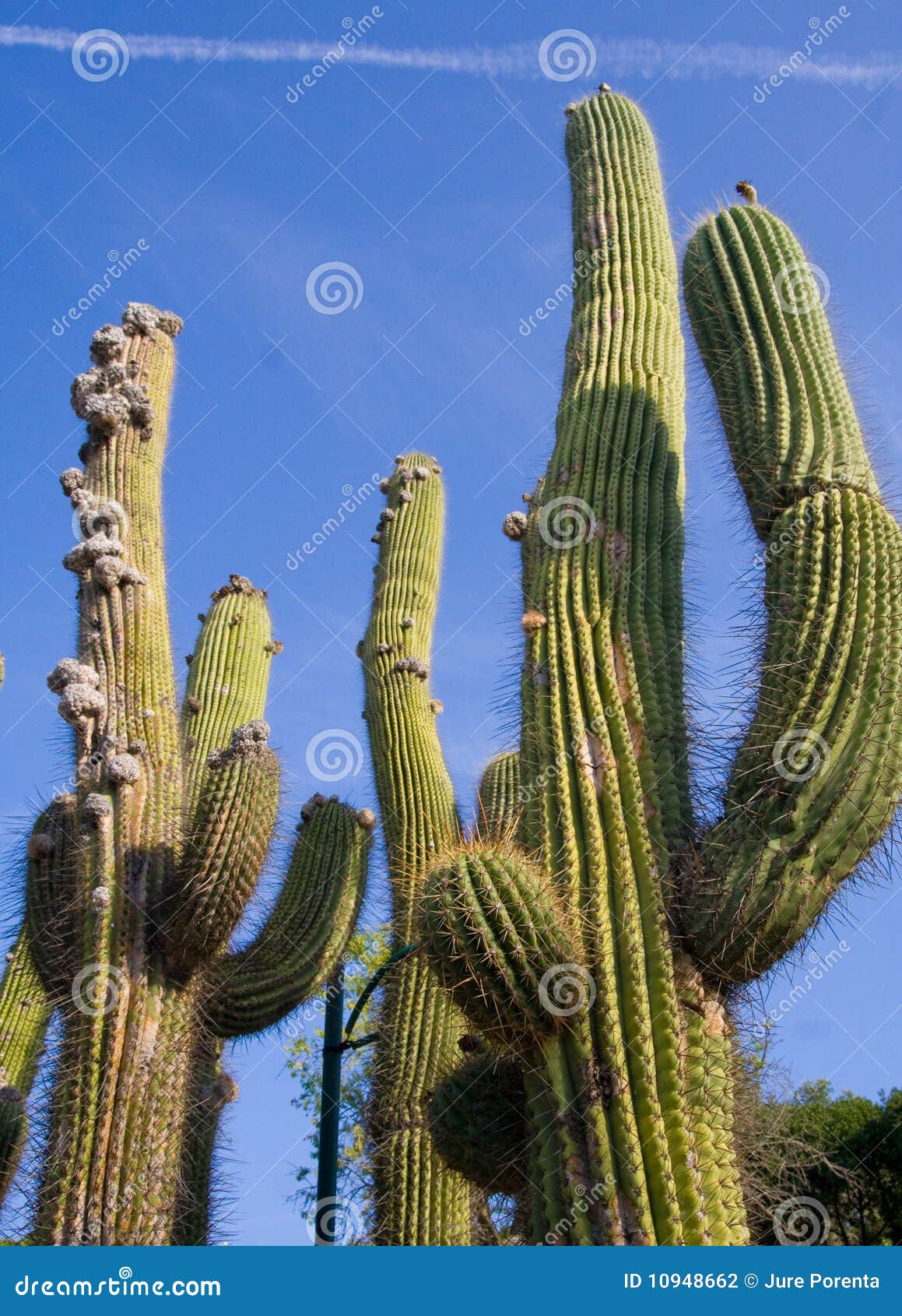 Giant cactuses stock photo. Image of tall, warm, giant - 10948662