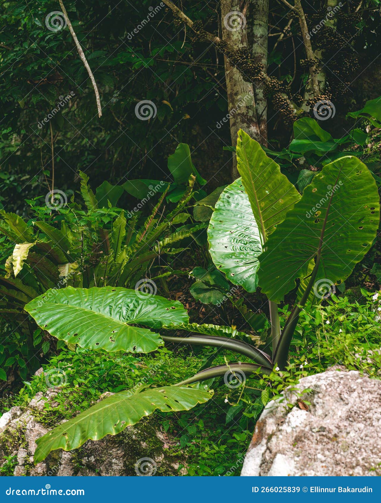 Giant Caladium Plants Growing between the Other Plants in the Garden ...