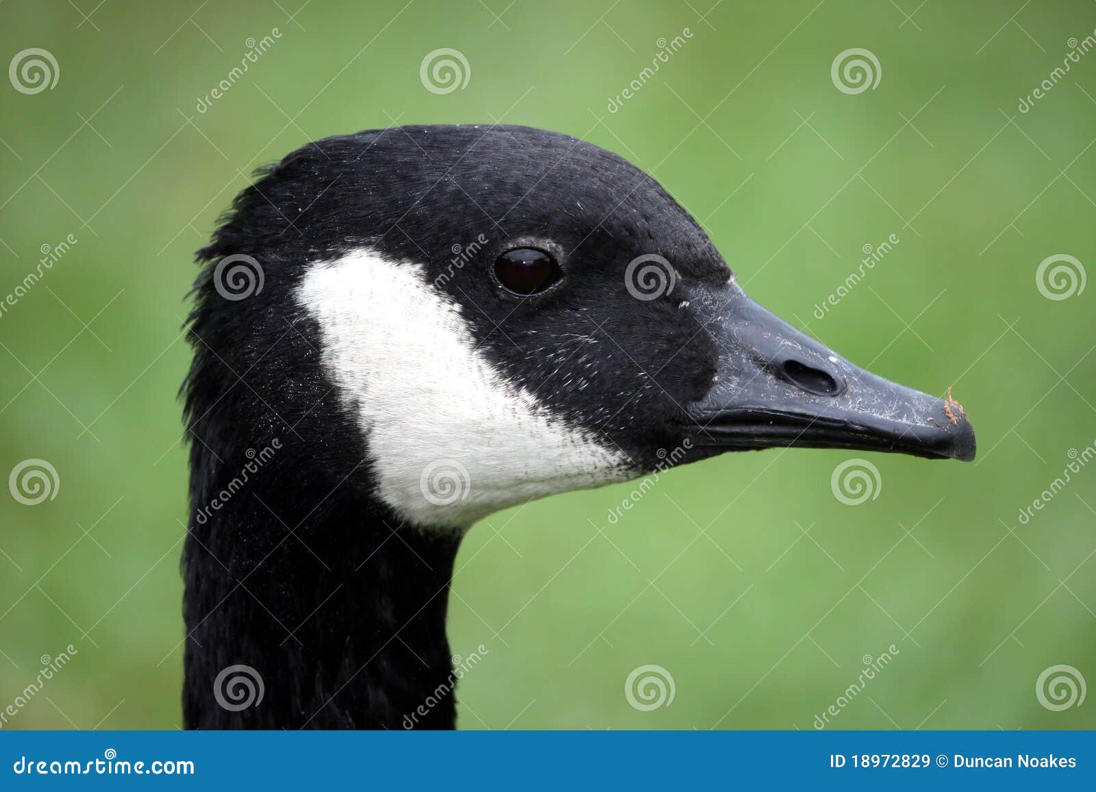 Giant Canadian Goose stock image. Image of waterfowl - 18972829