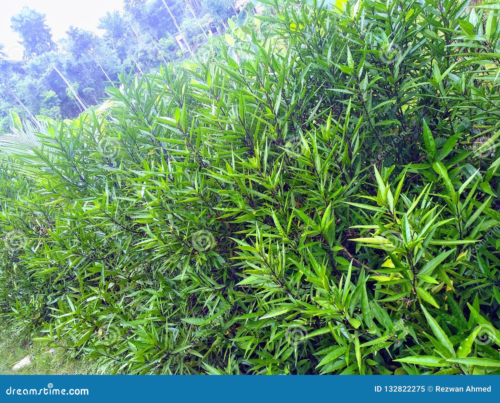 Giant Cane stock image. Image of giant, small, cane - 132822275