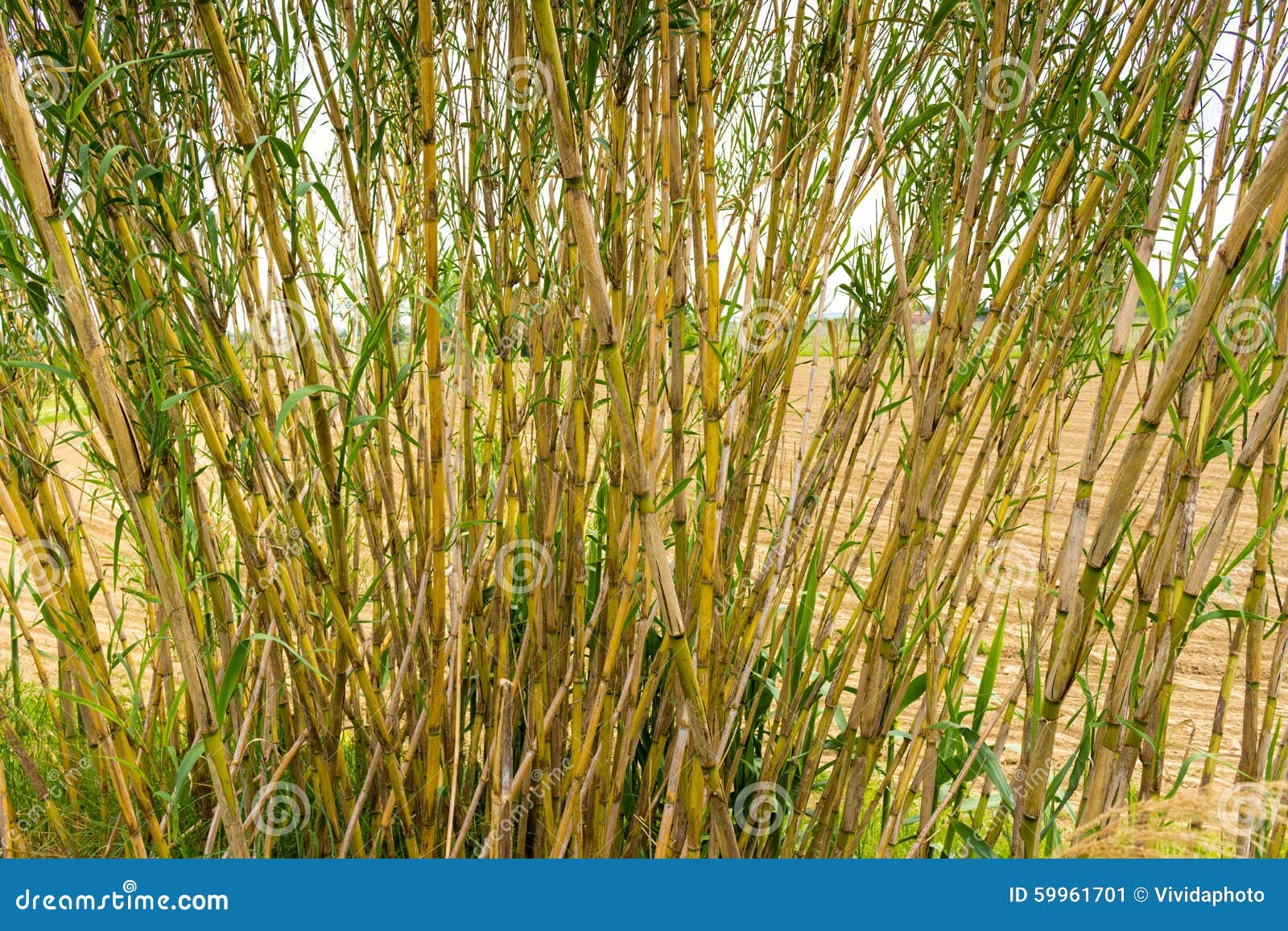 Giant Canes on Cultivated Fields Stock Image - Image of agriculture ...