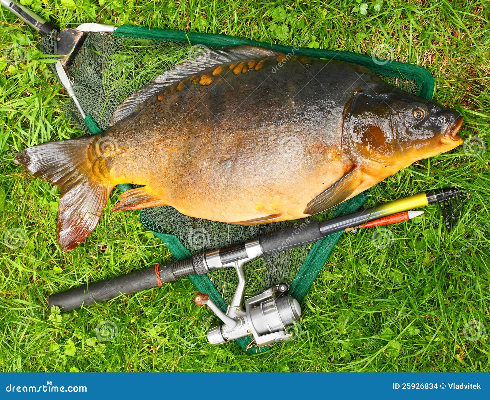 Giant Carp On Dark Background With Bubbles Stock Photography ...
