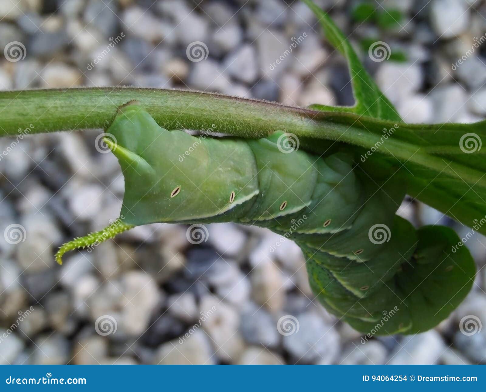 Giant caterpillar stock photo. Image of green, worm, leaf - 94064254