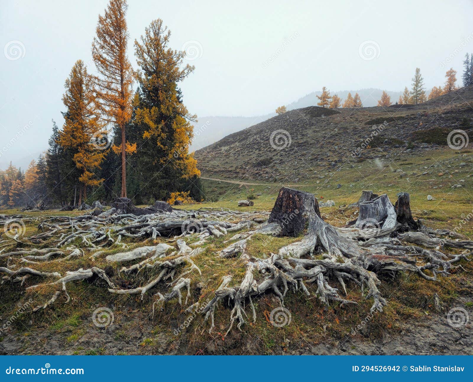 Giant Cedar Roots. Tree Roots and Autumn Forest Stock Photo - Image of ...