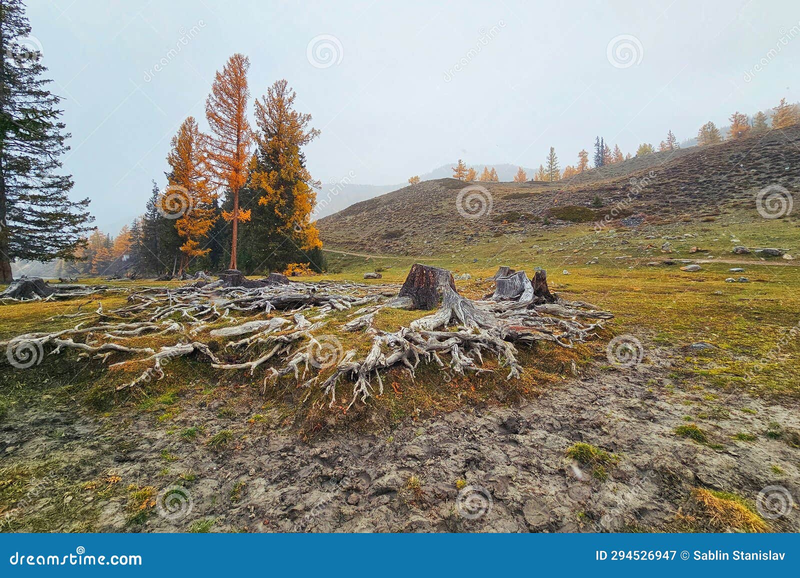 Giant Cedar Roots. Tree Roots and Autumn Forest Stock Image - Image of ...
