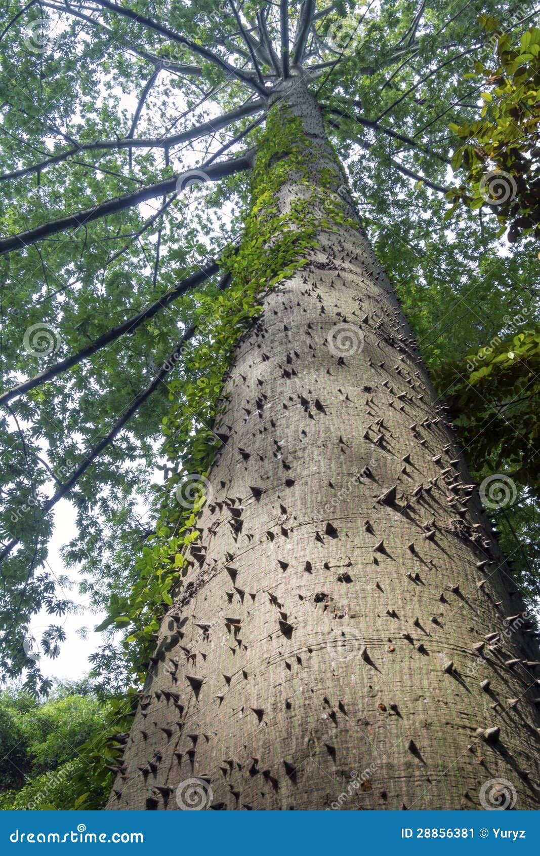 Giant ceiba tree stock image. Image of power, huge, forest - 28856381