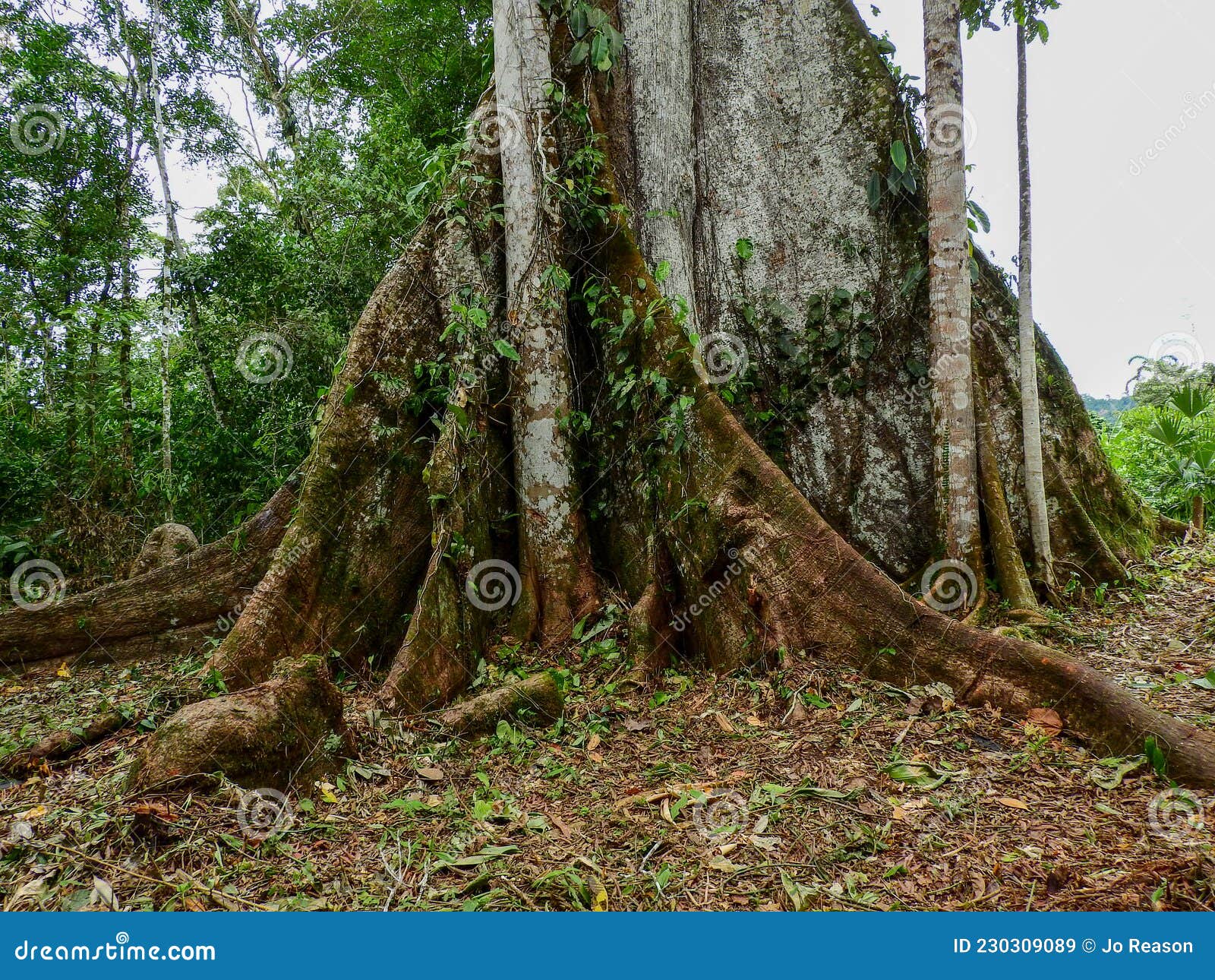 Giant Ceiba Tree stock image. Image of background, forest - 230309089
