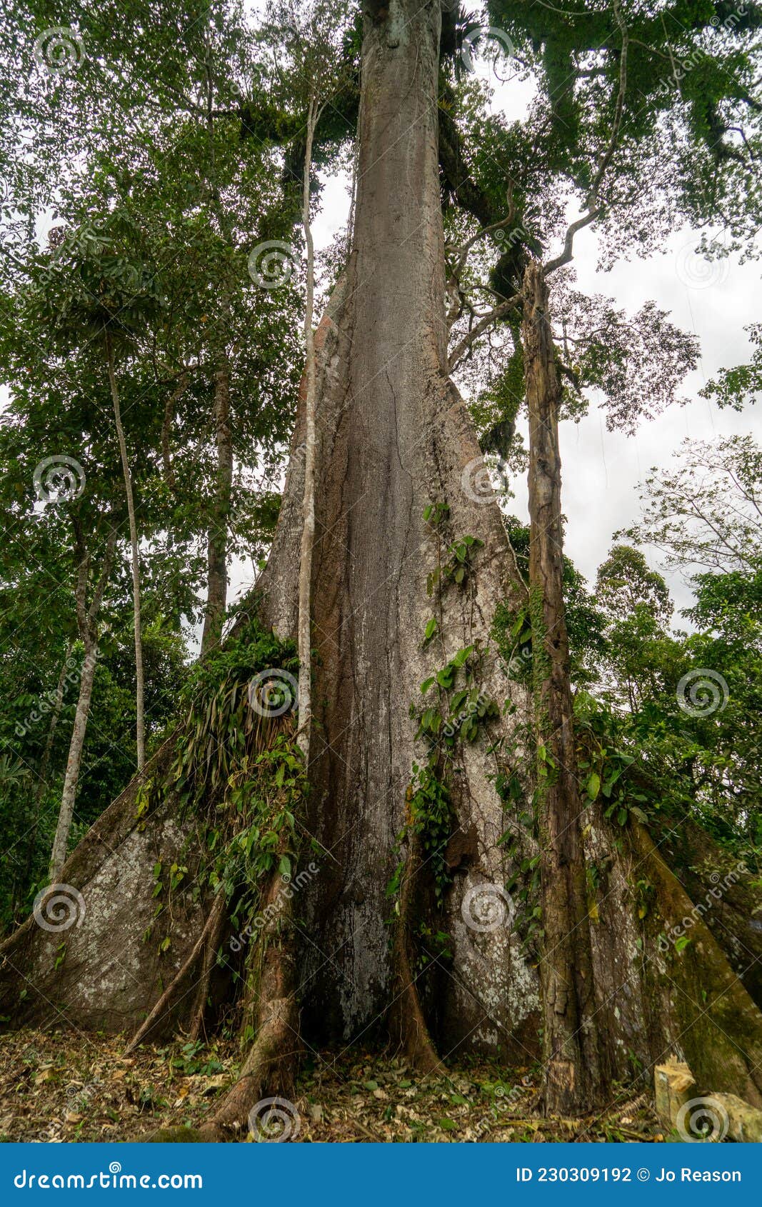 Giant Ceiba Tree stock photo. Image of buttress, natural - 230309192