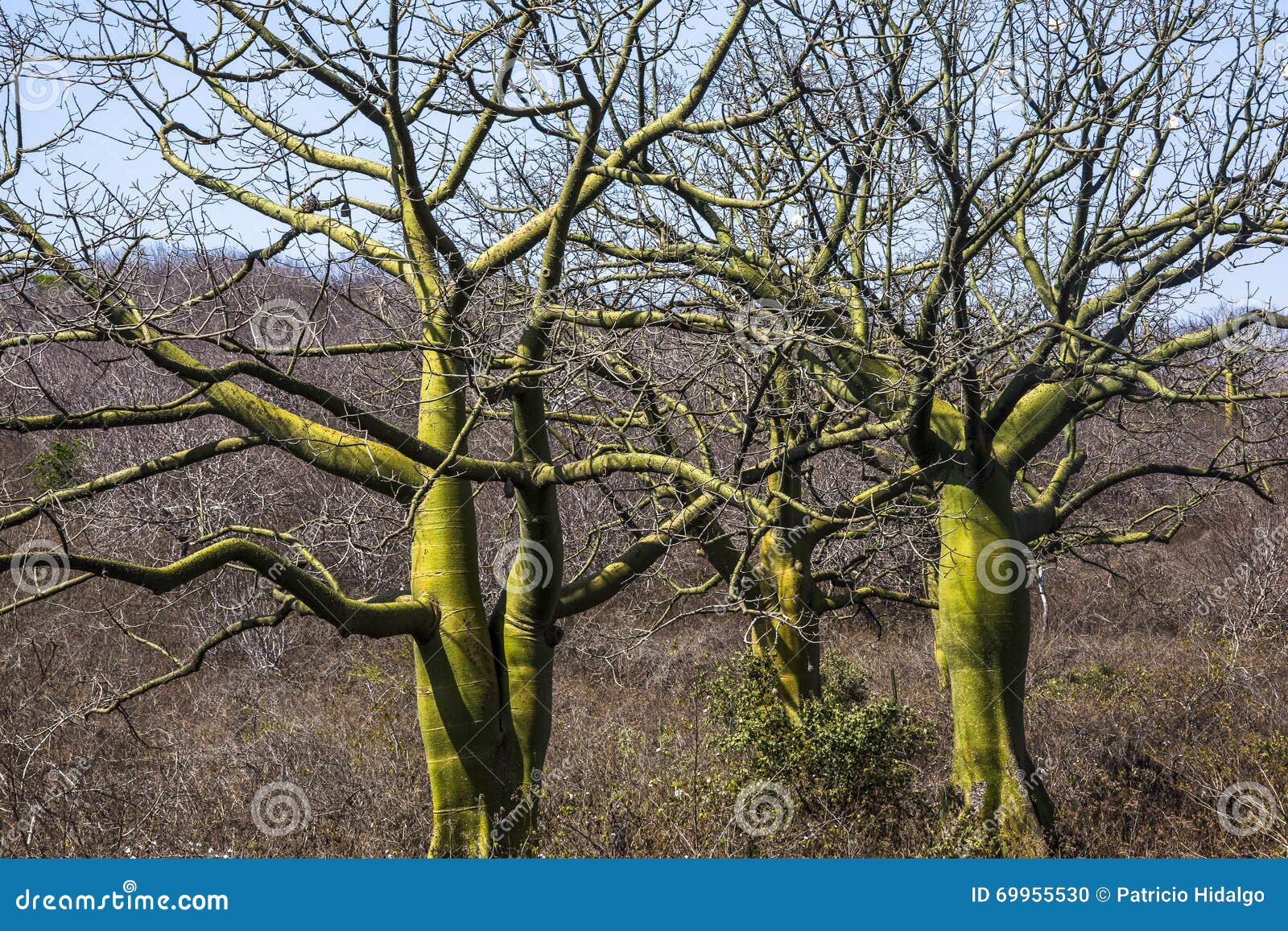 Giant ceiba trees stock photo. Image of nature, trunk - 69955530