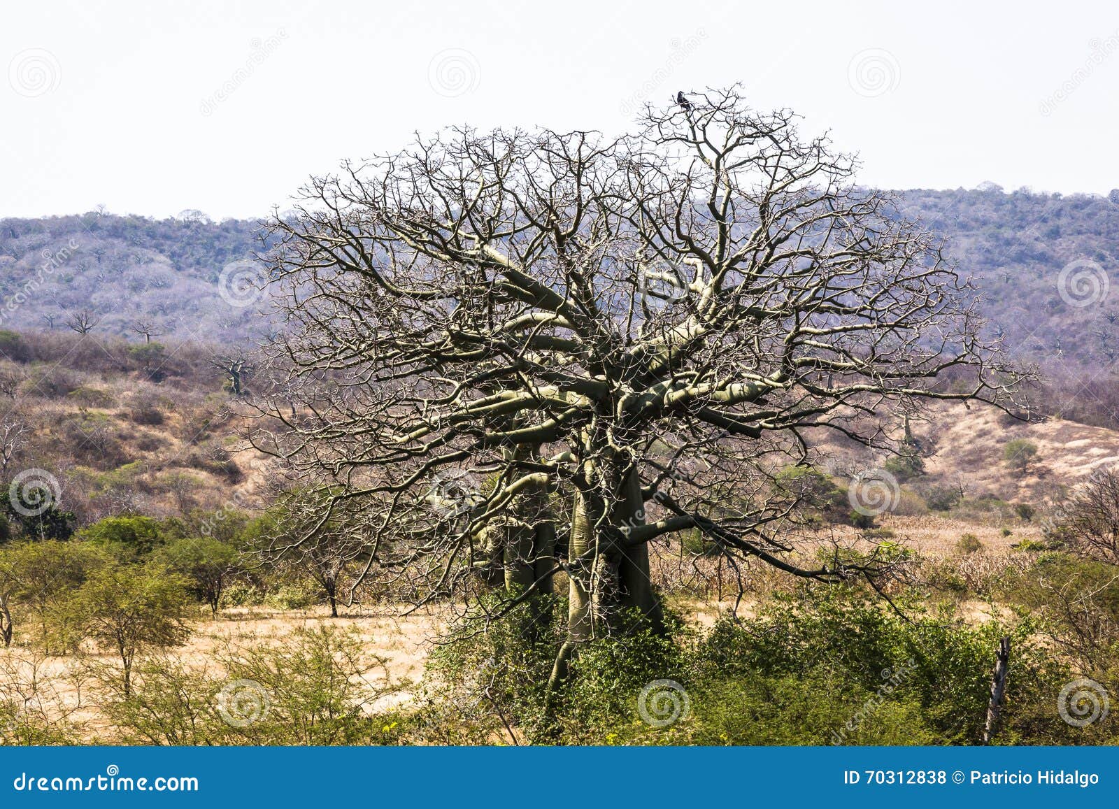 Giant ceiba trees stock photo. Image of giant, natural - 70312838