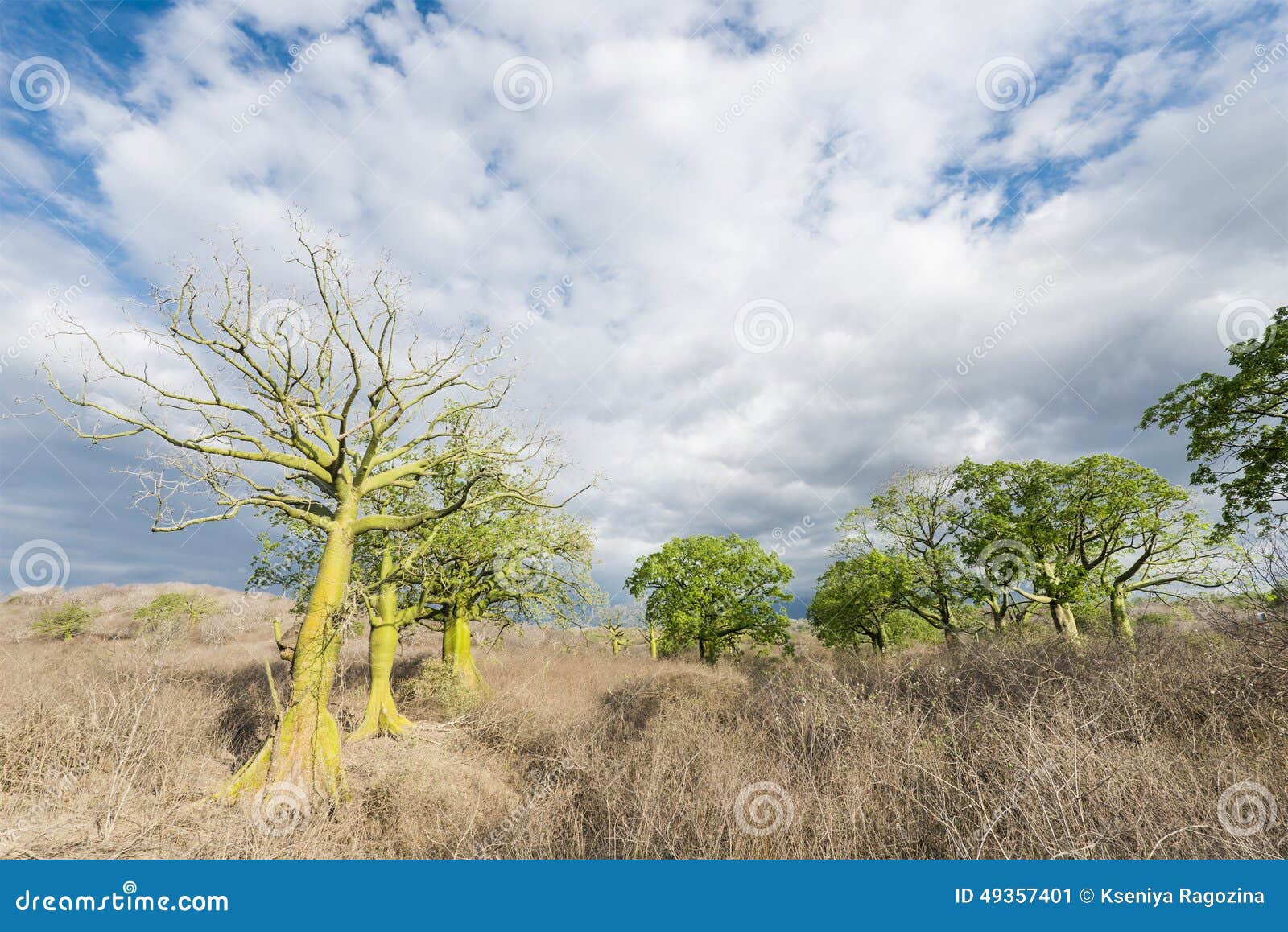 Giant ceiba trees, Ecuador stock image. Image of greenery - 49357401