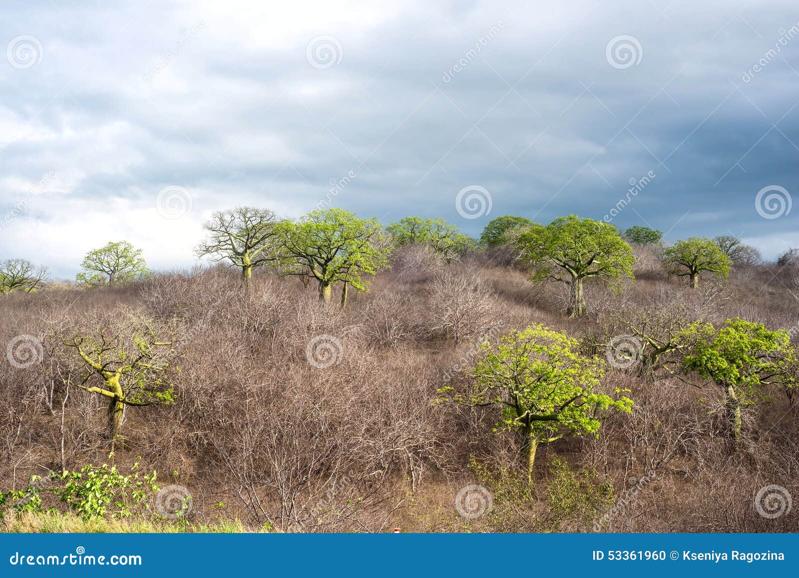 Giant Ceiba Trees of Ecuador Stock Photo - Image of ecology, frond ...